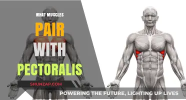 Deltoids And Their Muscular Partners: Synergistic Strength | CyVigor
