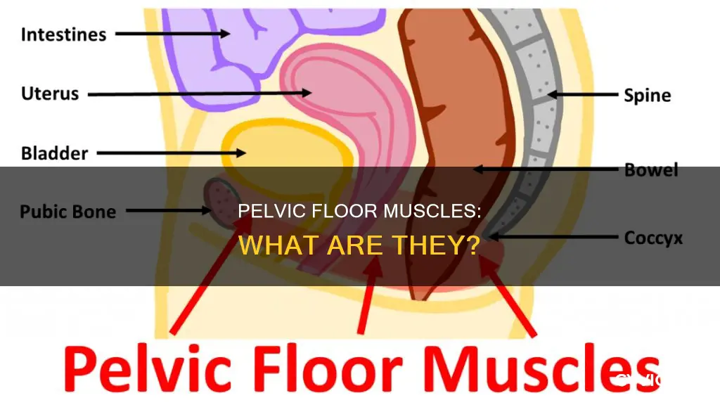 Pelvic Floor Muscles: What Are They? | CyVigor