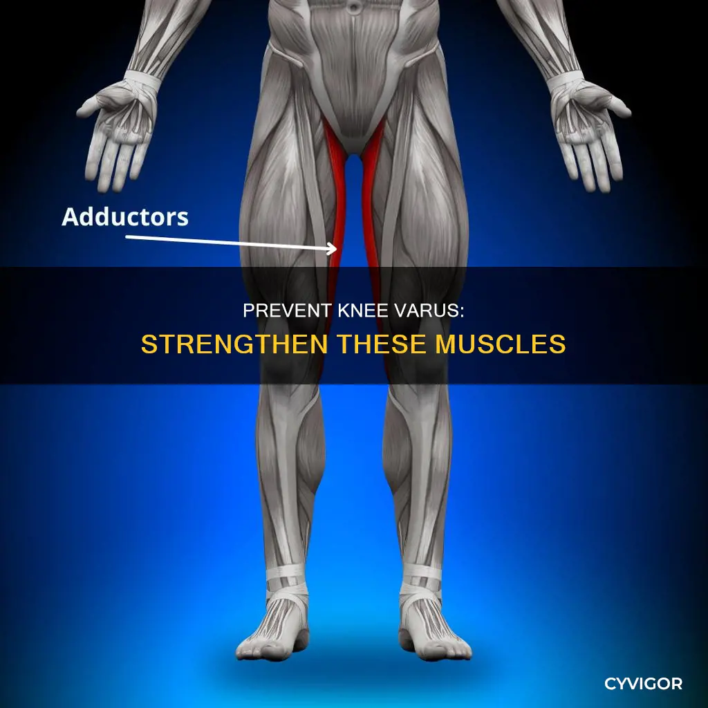 Prevent Knee Varus: Strengthen These Muscles | CyVigor