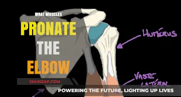 Trunk Rotation: Which Muscles Are Involved? | CyVigor