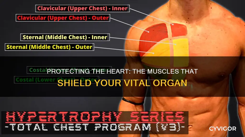 Protecting The Heart: The Muscles That Shield Your Vital Organ | CyVigor