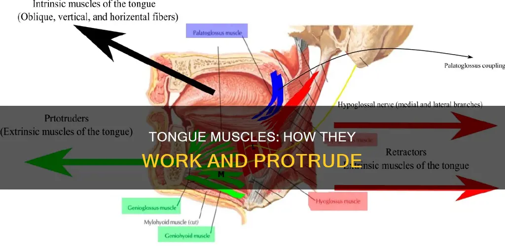Tongue Muscles: How They Work And Protrude | CyVigor