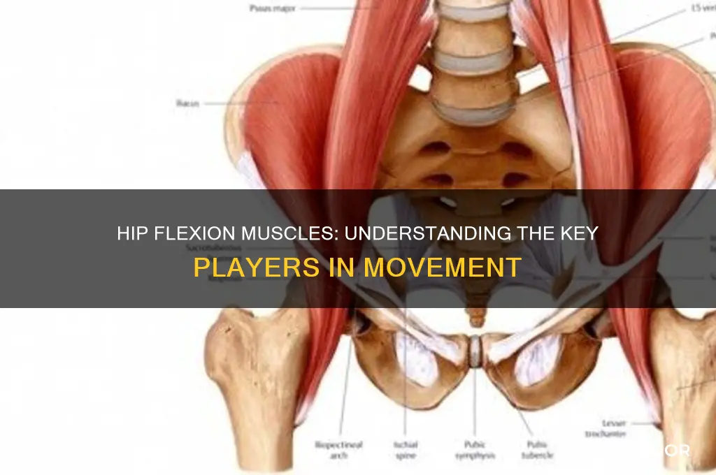 Hip Flexion Muscles: Understanding The Key Players In Movement | CyVigor