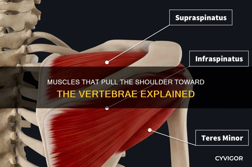 Muscles That Pull The Shoulder Toward The Vertebrae Explained | CyVigor