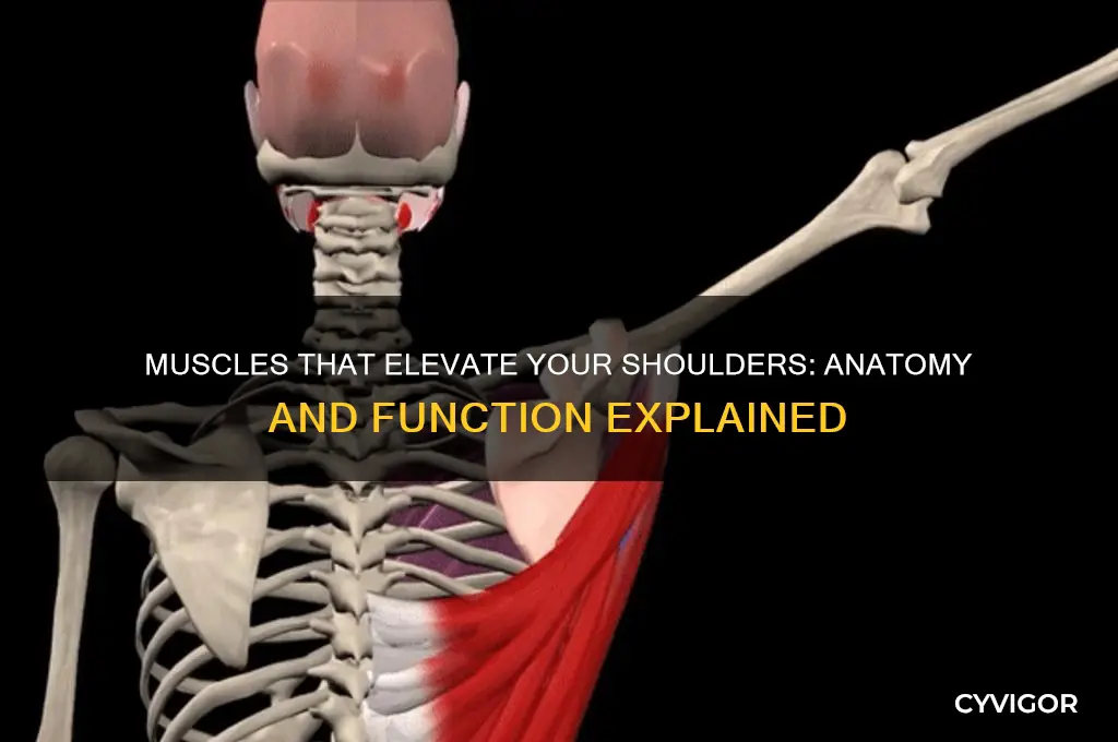 Muscles That Elevate Your Shoulders: Anatomy And Function Explained ...