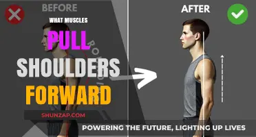 Lat Pull Down Muscles: Targeted Back, Arm, And Shoulder Engagement ...