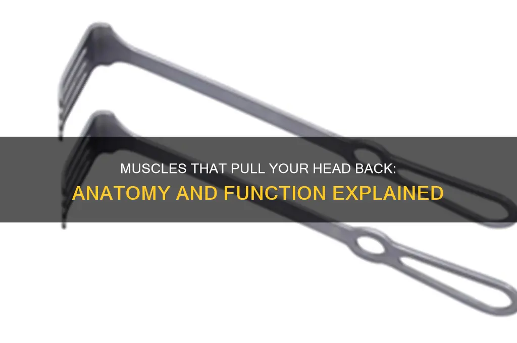Muscles That Pull Your Head Back: Anatomy And Function Explained | CyVigor