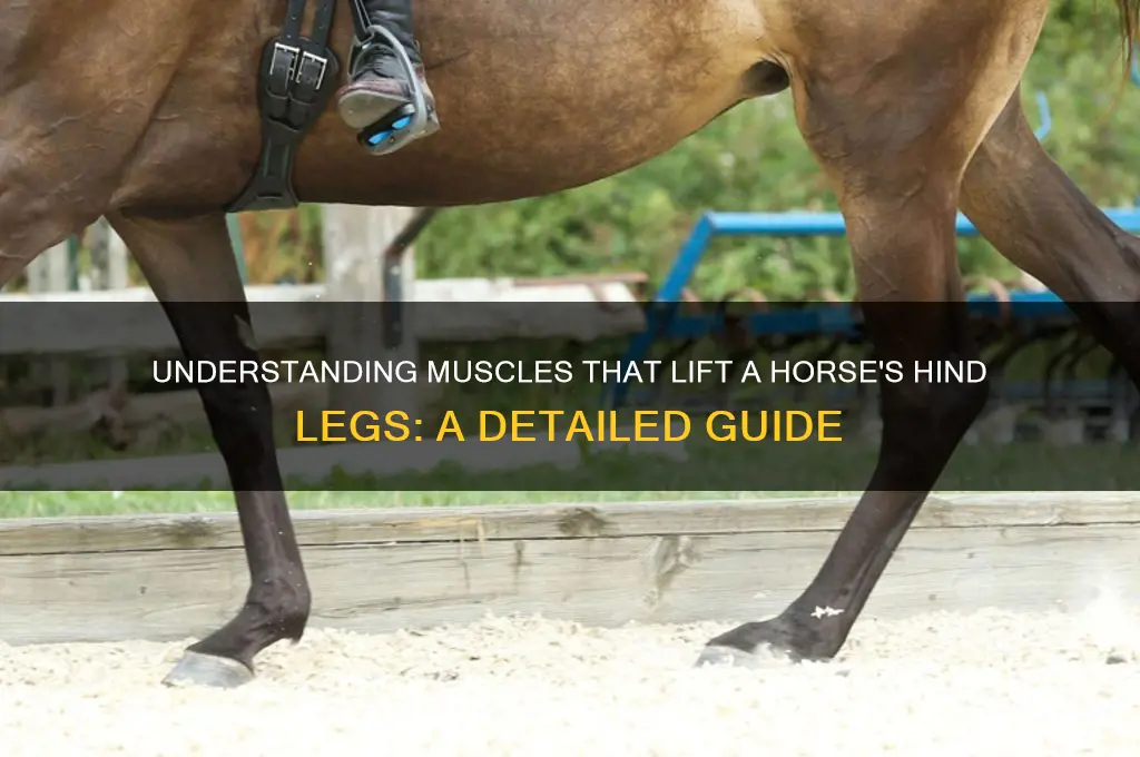 Understanding Muscles That Lift A Horse's Hind Legs: A Detailed Guide ...