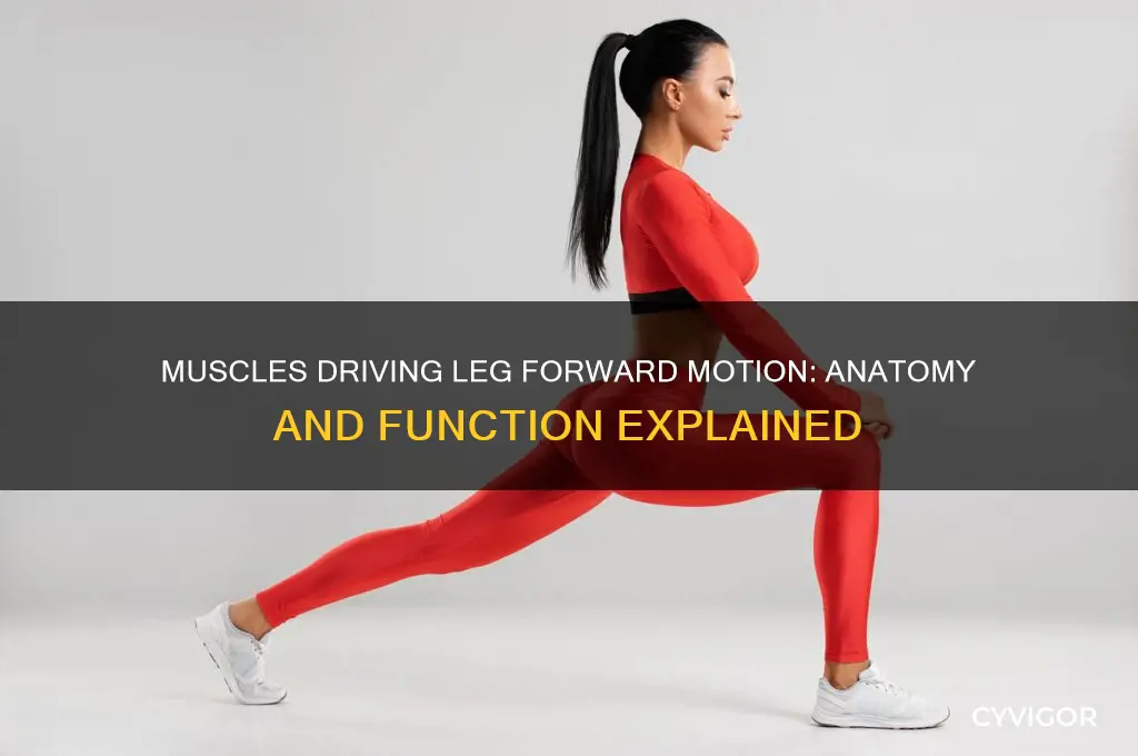 Muscles Driving Leg Forward Motion: Anatomy And Function Explained ...