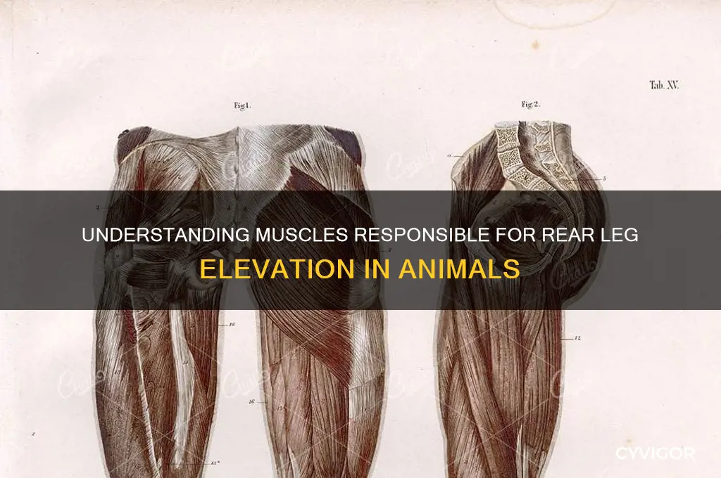 Understanding Muscles Responsible For Rear Leg Elevation In Animals ...