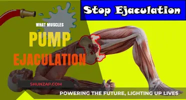 How Muscles Eject Sperm: Understanding The Process | CyVigor