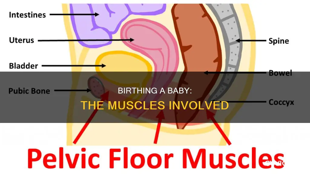 Birthing A Baby: The Muscles Involved | CyVigor