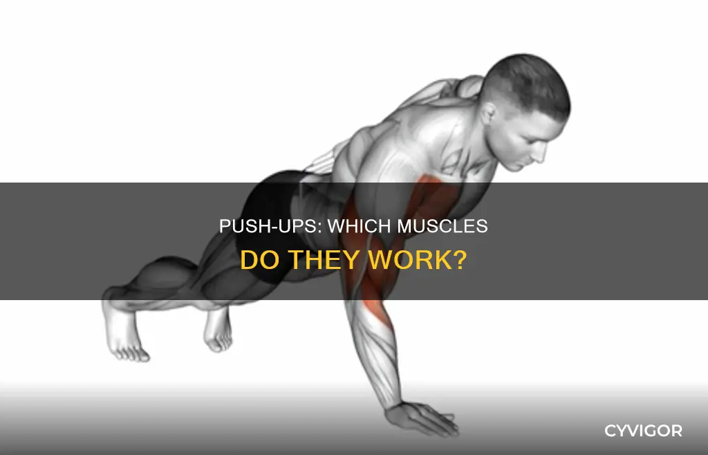Push-Ups: Which Muscles Do They Work? | CyVigor