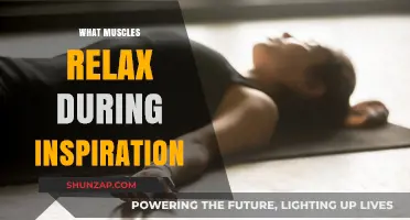 Understanding Patellar Reflex: Which Muscles Relax During The Knee-Jerk ...