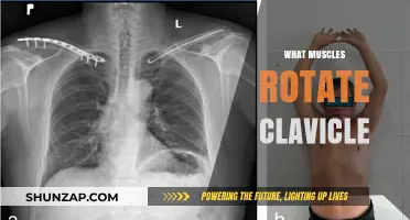 How To Rotate Your Forearm: Muscles Involved | CyVigor