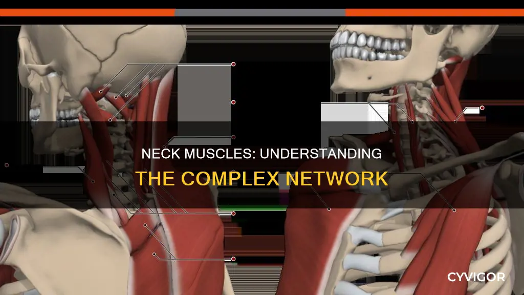 Neck Muscles: Understanding The Complex Network | CyVigor