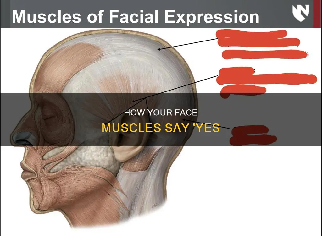 How Your Face Muscles Say 'Yes | CyVigor