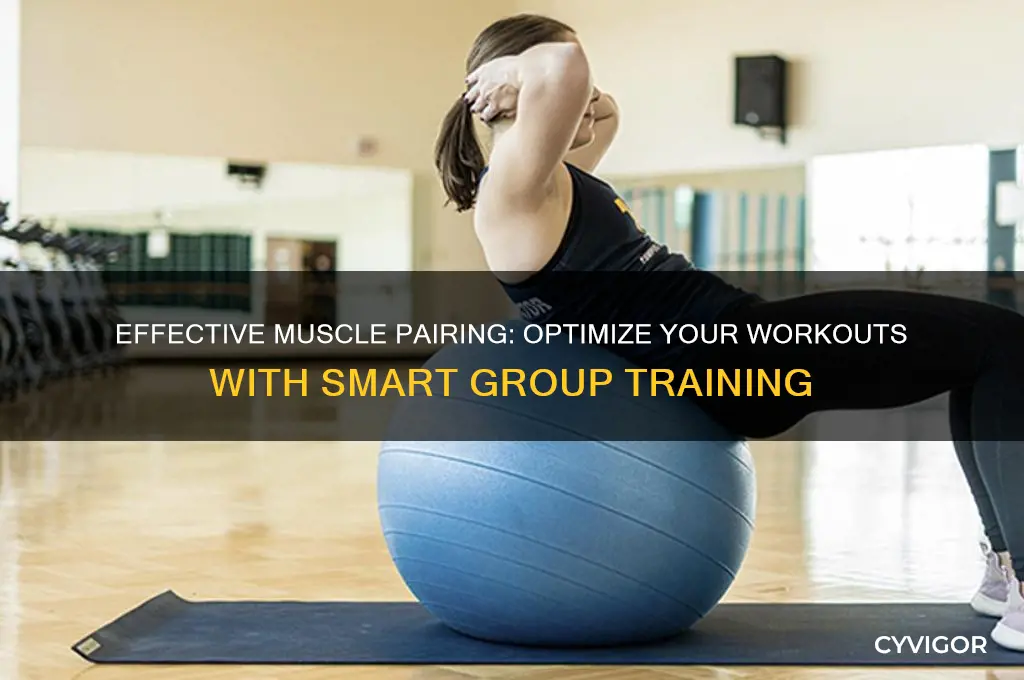 Effective Muscle Pairing: Optimize Your Workouts With Smart Group ...