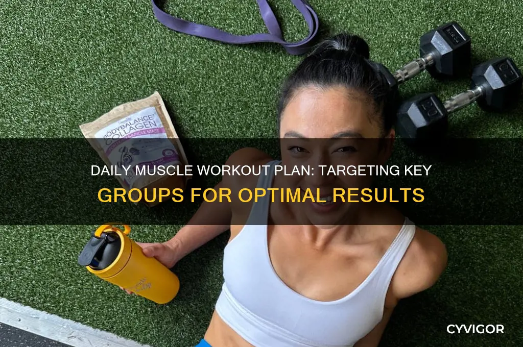 Daily Muscle Workout Plan: Targeting Key Groups For Optimal Results ...
