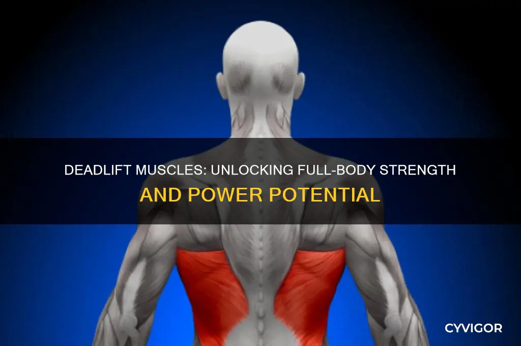 Deadlift Muscles: Unlocking Full-Body Strength And Power Potential ...