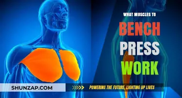 Bench Press Muscles: Unlocking Strength In Chest, Shoulders, And ...