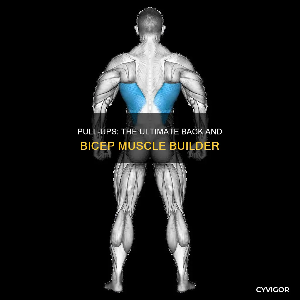 Pull-Ups: The Ultimate Back And Bicep Muscle Builder | CyVigor