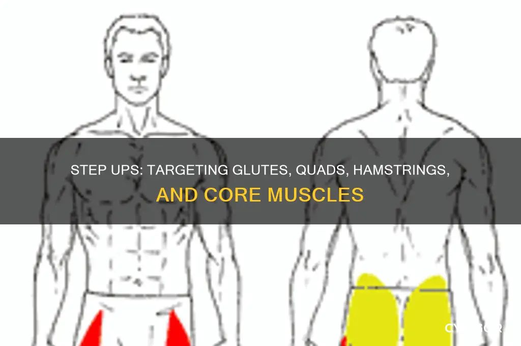Step Ups: Targeting Glutes, Quads, Hamstrings, And Core Muscles | CyVigor