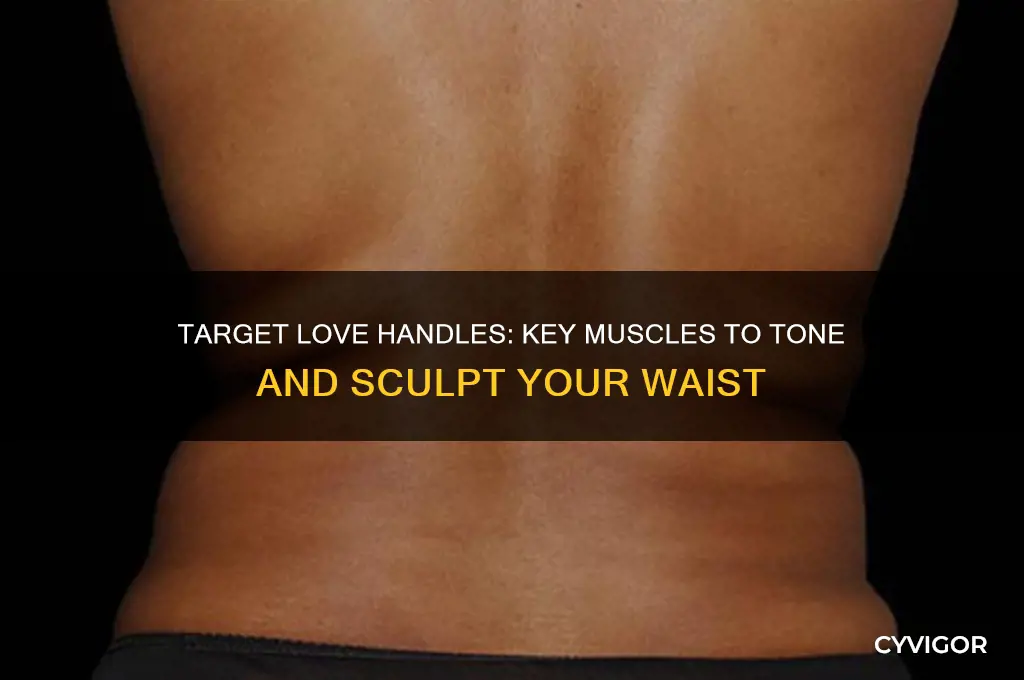 Target Love Handles: Key Muscles To Tone And Sculpt Your Waist | CyVigor