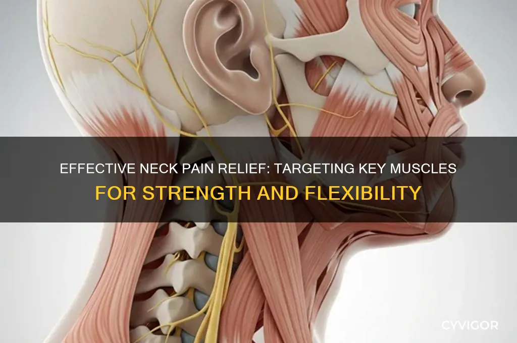 Effective Neck Pain Relief: Targeting Key Muscles For Strength And ...