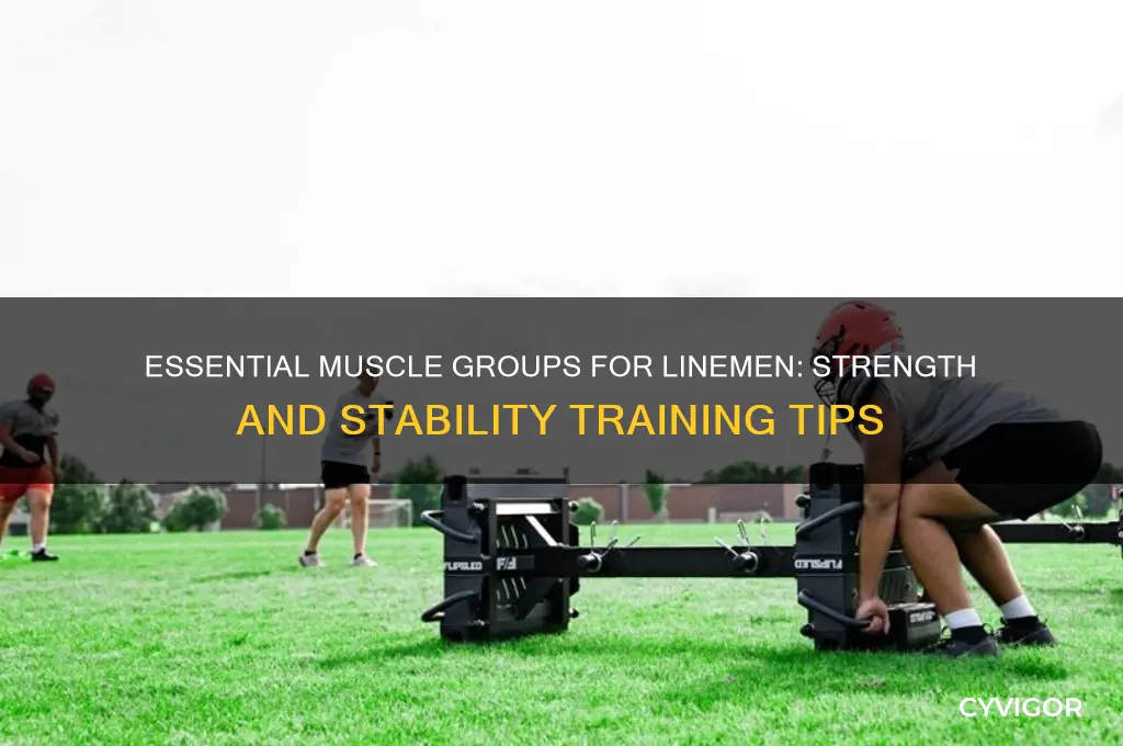Essential Muscle Groups For Linemen: Strength And Stability Training ...