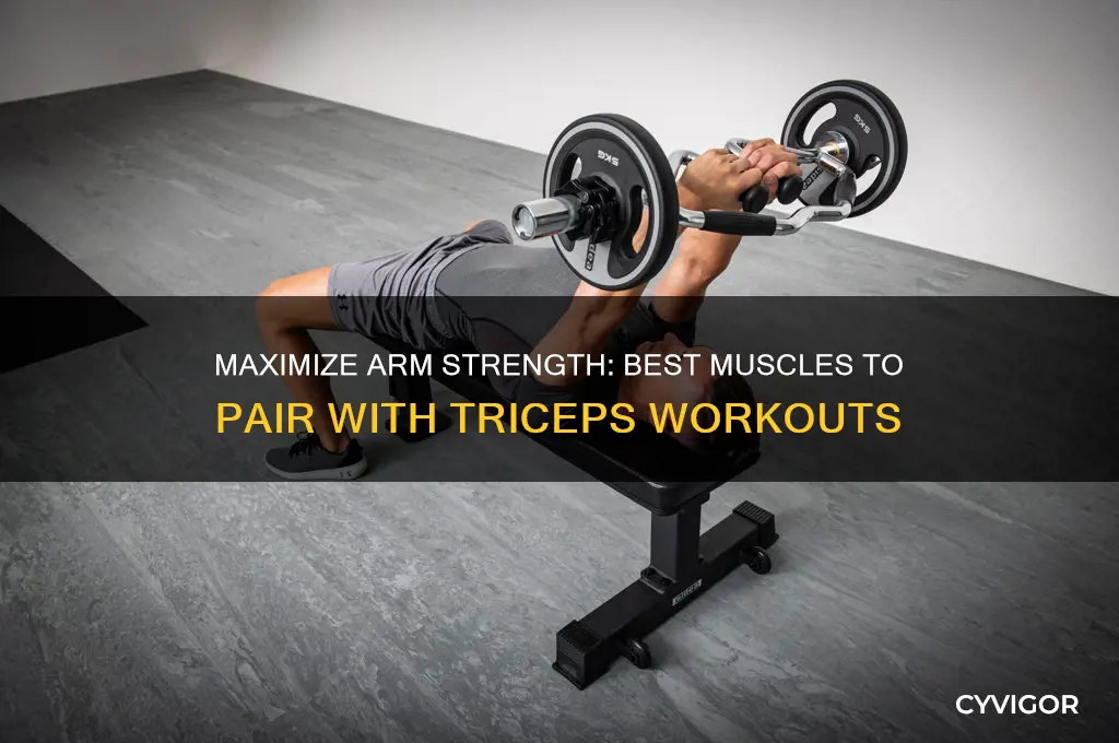 Maximize Arm Strength: Best Muscles To Pair With Triceps Workouts | CyVigor
