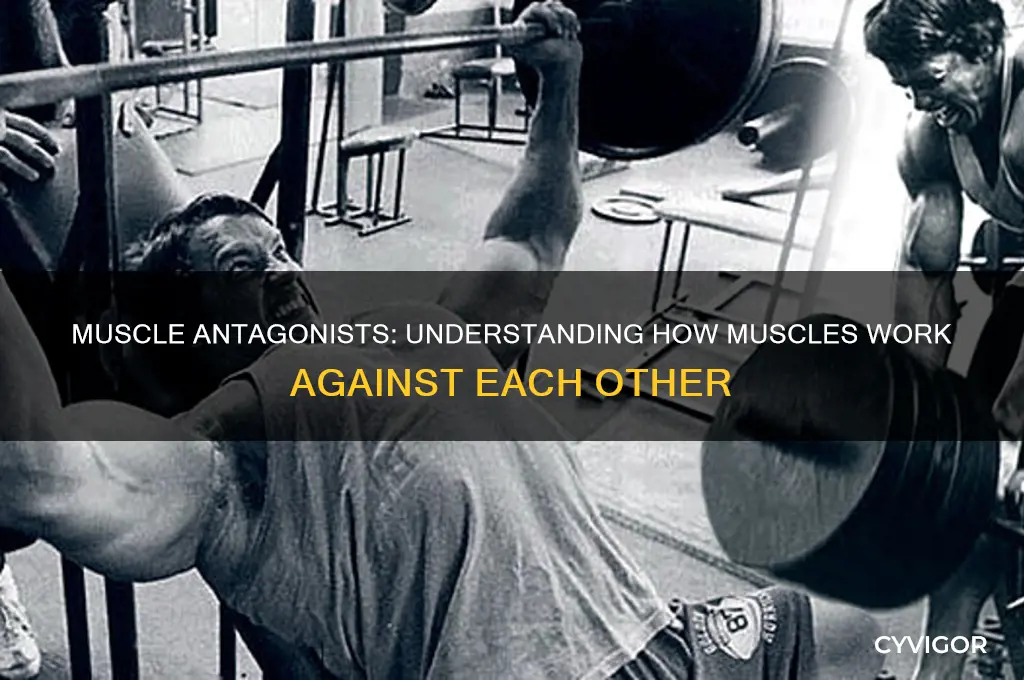 Muscle Antagonists: Understanding How Muscles Work Against Each Other ...