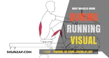 Flexors And Extensors: How Muscle Pairs Work Together For Movement ...