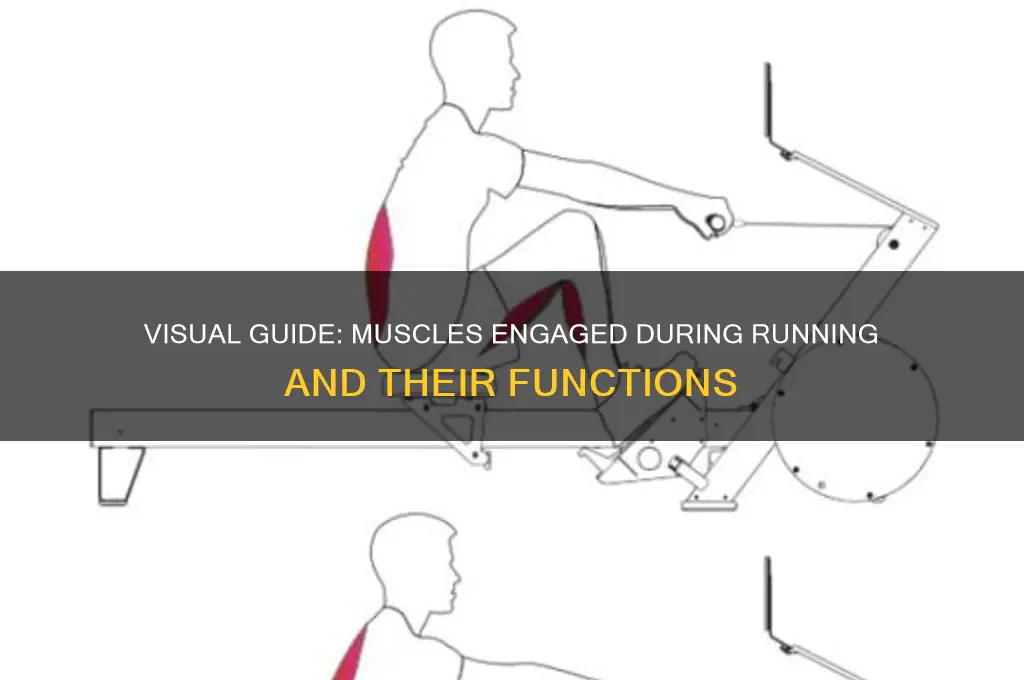 Visual Guide: Muscles Engaged During Running And Their Functions | CyVigor