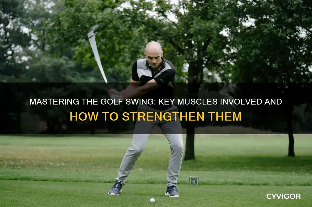 Mastering The Golf Swing: Key Muscles Involved And How To Strengthen ...