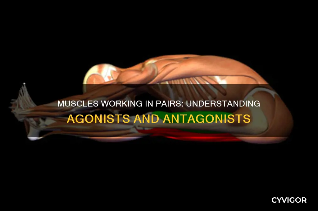 Muscles Working In Pairs: Understanding Agonists And Antagonists | CyVigor