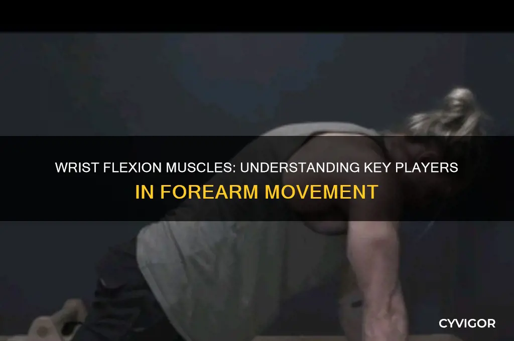 Wrist Flexion Muscles: Understanding Key Players In Forearm Movement ...