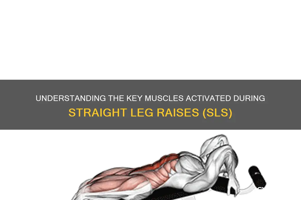 Understanding The Key Muscles Activated During Straight Leg Raises (Sls ...