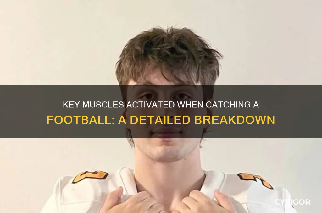 Key Muscles Activated When Catching A Football: A Detailed Breakdown ...