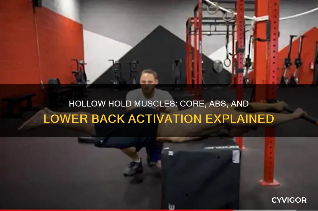 Hollow Hold Muscles: Core, Abs, And Lower Back Activation Explained ...