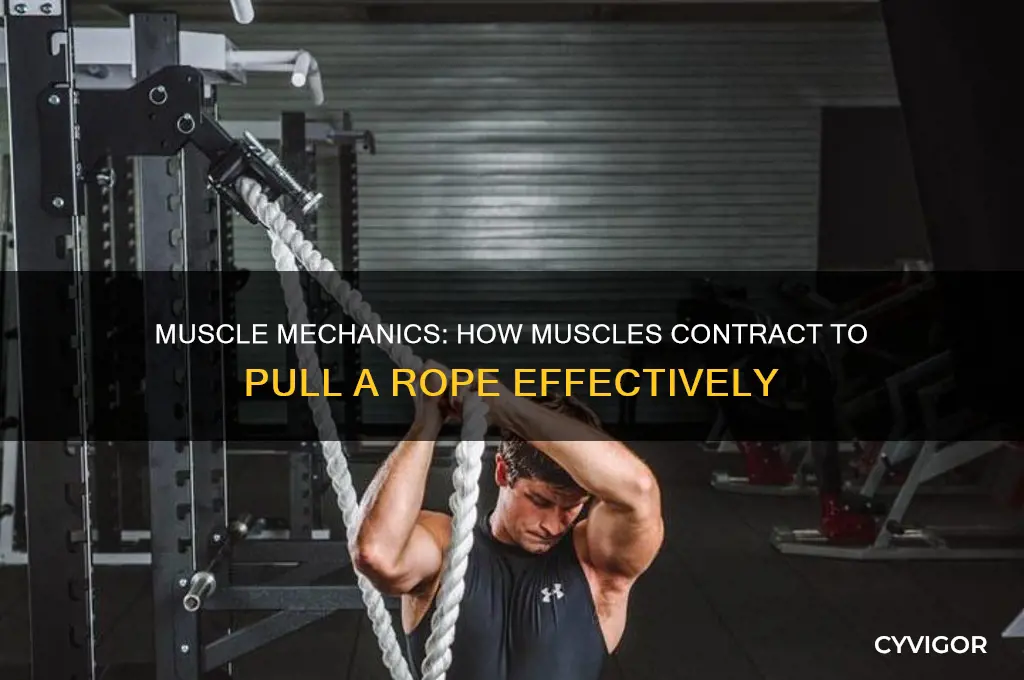 Muscle Mechanics: How Muscles Contract To Pull A Rope Effectively | CyVigor