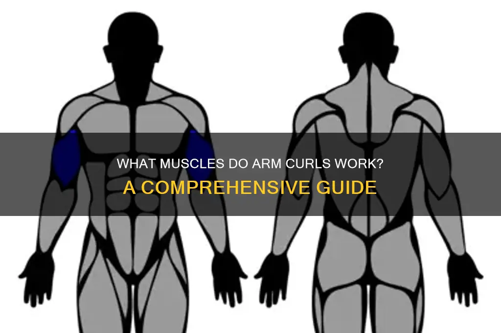 What Muscles Do Arm Curls Work? A Comprehensive Guide | CyVigor