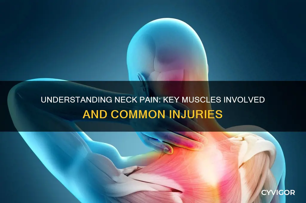 Understanding Neck Pain: Key Muscles Involved And Common Injuries | CyVigor