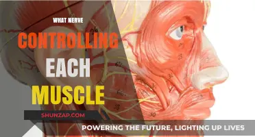 Stomach Muscles And Nerve Control: Understanding The Connection | CyVigor