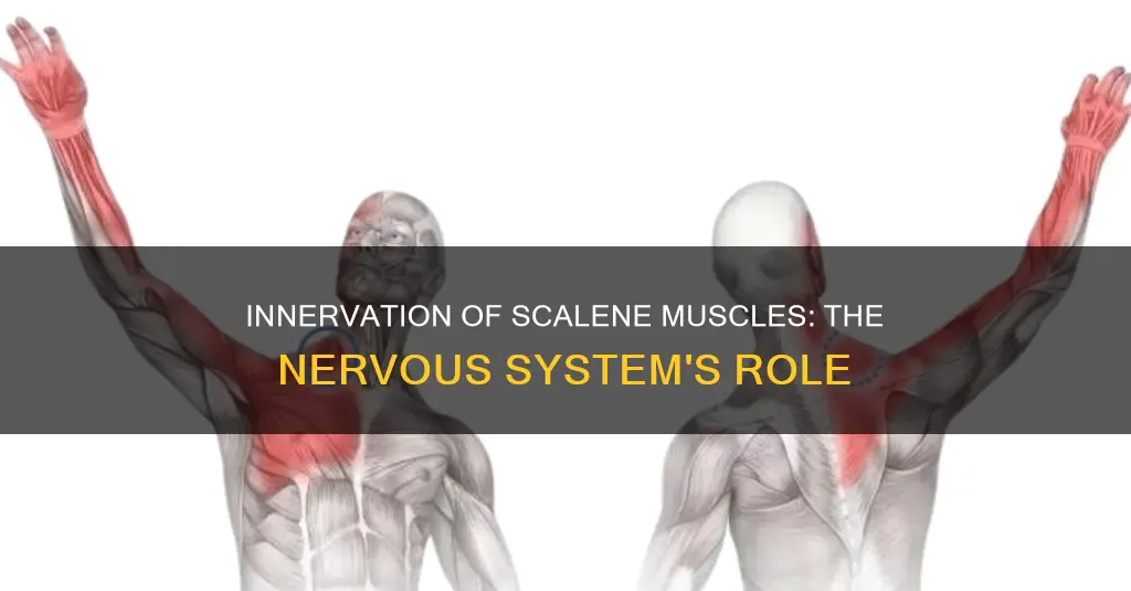 Innervation Of Scalene Muscles: The Nervous System's Role | CyVigor