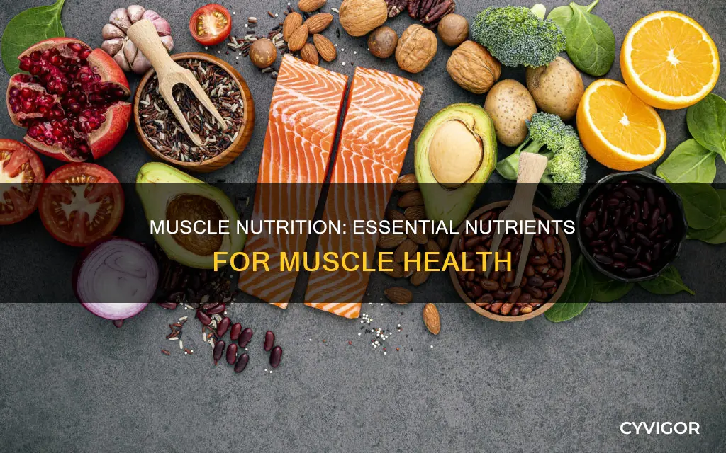 Muscle Nutrition: Essential Nutrients For Muscle Health | CyVigor