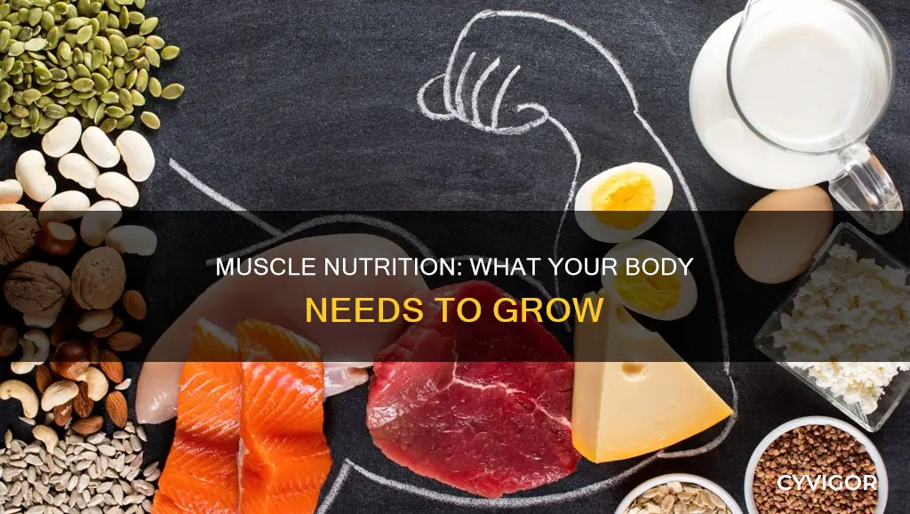 Muscle Nutrition: What Your Body Needs To Grow | CyVigor