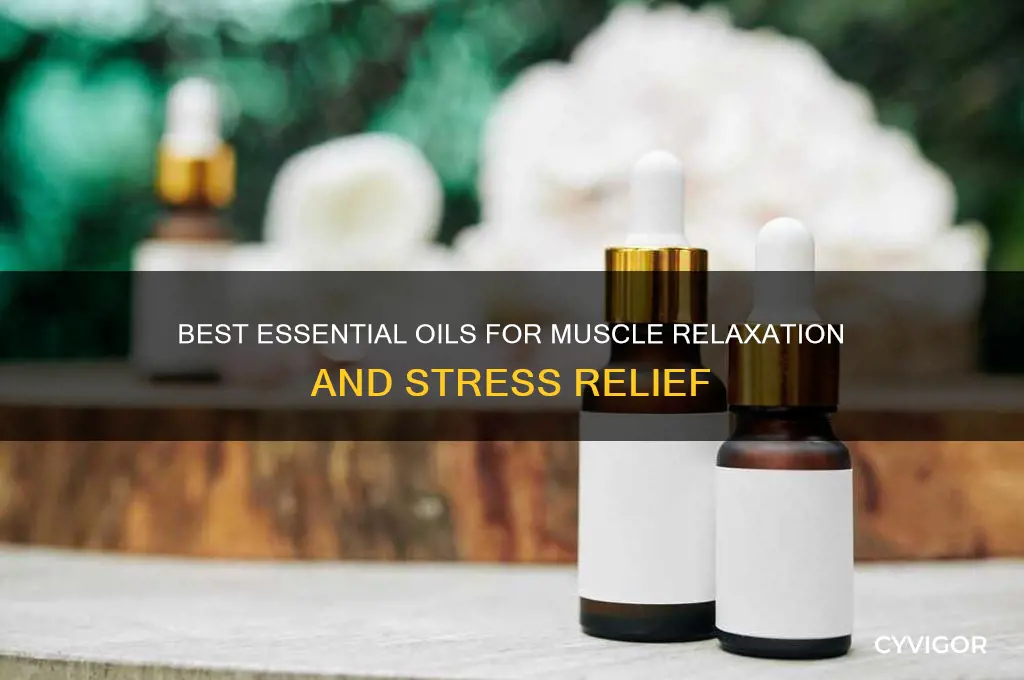 Best Essential Oils For Muscle Relaxation And Stress Relief | CyVigor
