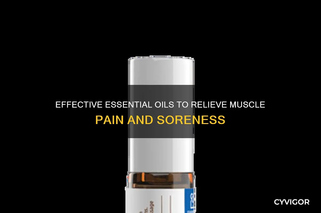 Effective Essential Oils To Relieve Muscle Pain And Soreness | CyVigor
