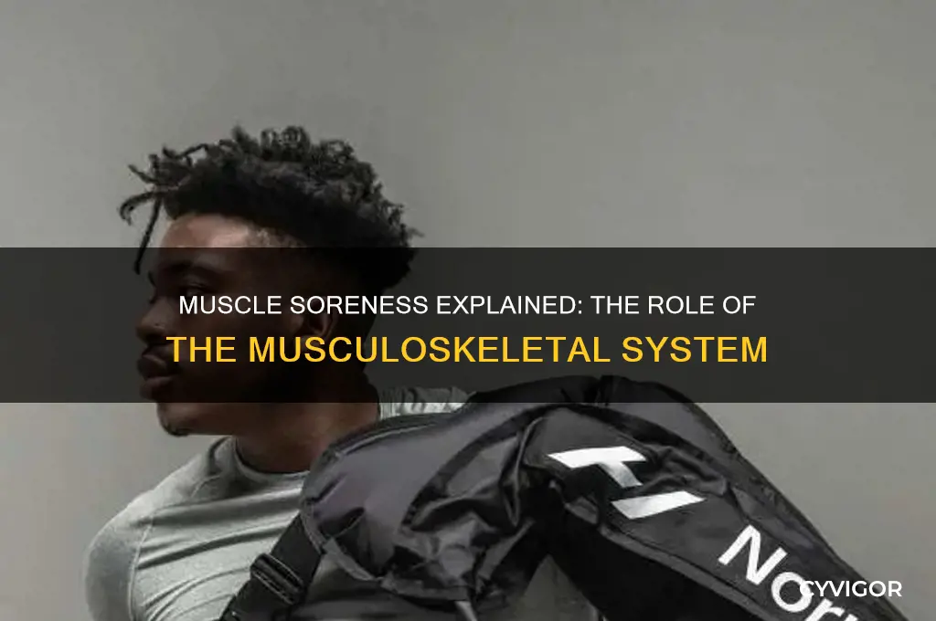 Muscle Soreness Explained: The Role Of The Musculoskeletal System | CyVigor